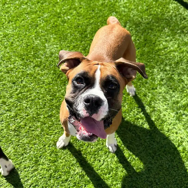 Camp Run-A-Mutt Columbus - Cage Free Dog Daycare & Boarding